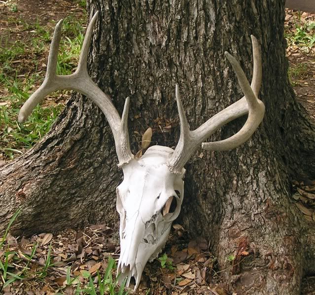 Stain for Axis antlers - TexasBowhunter.com Community Discussion Forums